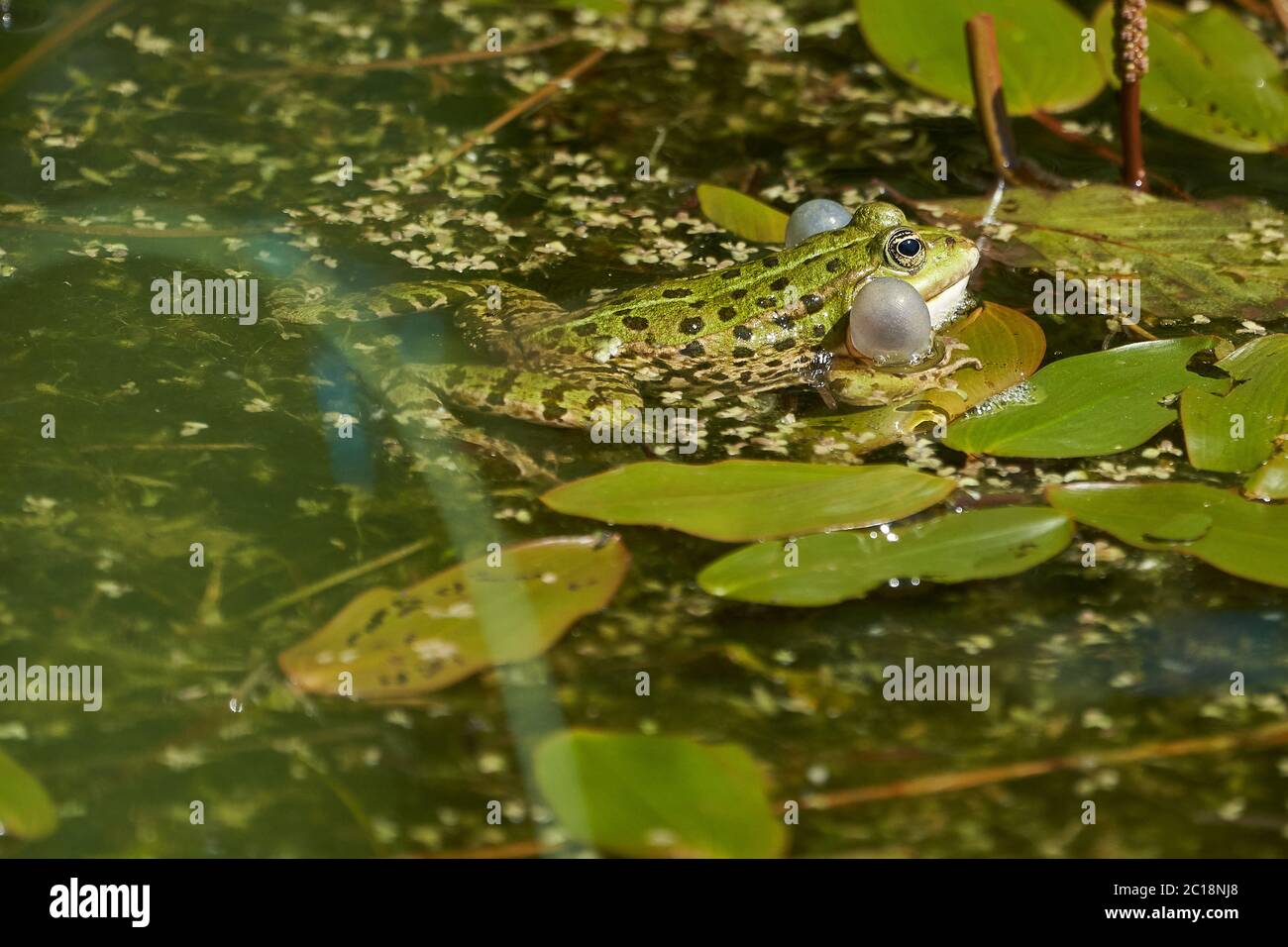 Frog reflection in pool hi-res stock photography and images - Alamy