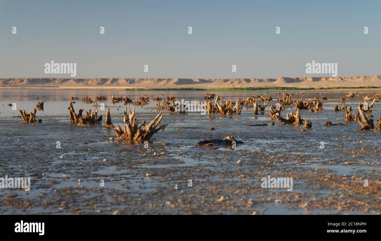 Najaf sea or lake shore, close-up, Iraq Stock Photo - Alamy