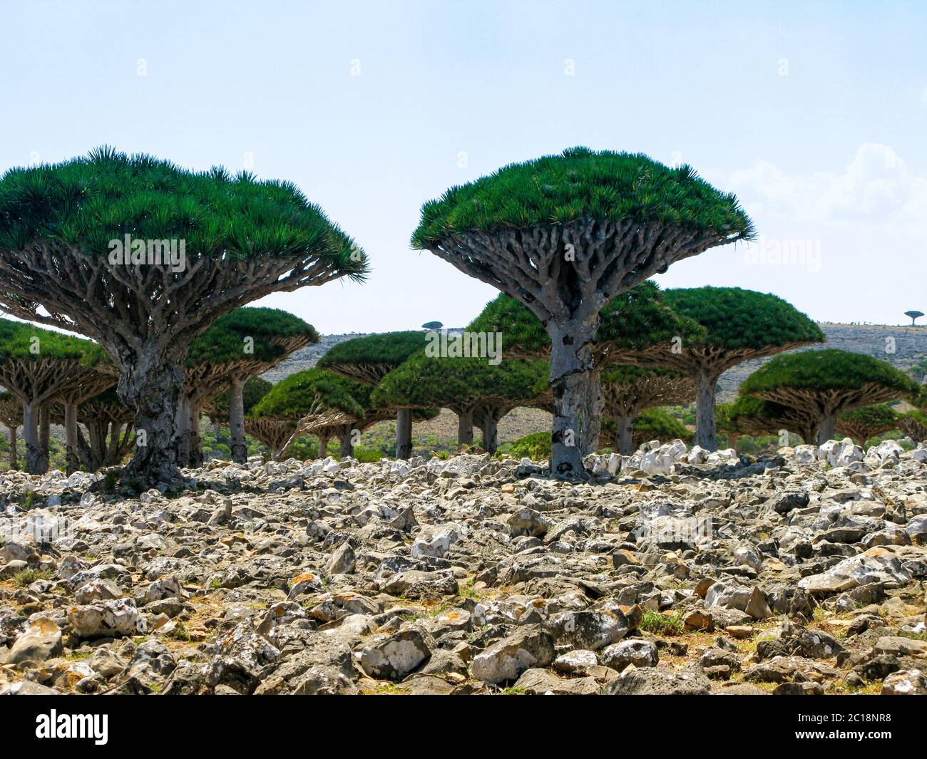 Socotra island plants hi-res stock photography and images - Alamy