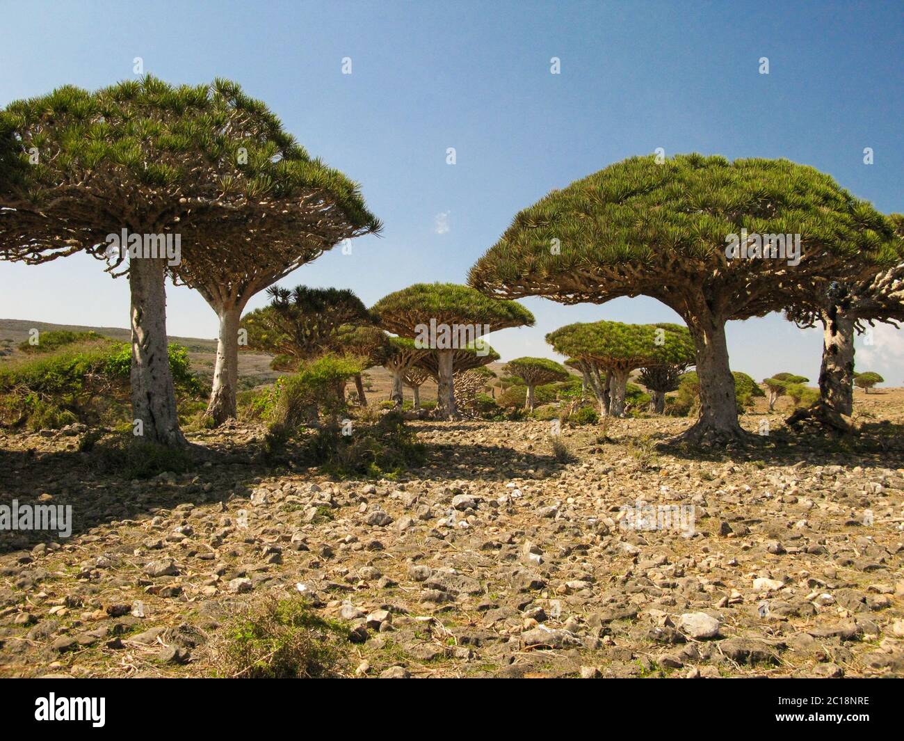 Socotra island plants hi-res stock photography and images - Alamy
