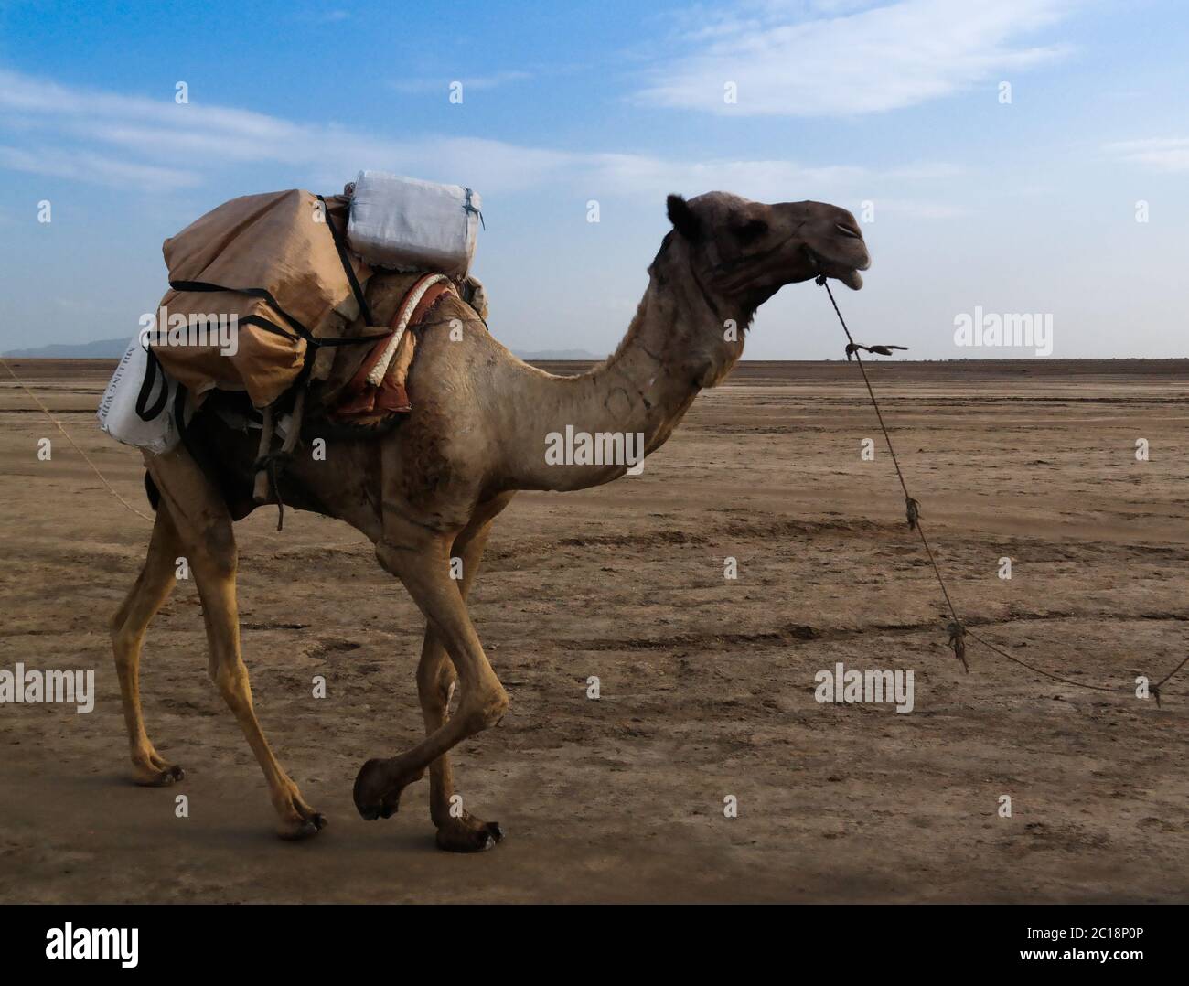 Transportation of salt slabs camel, Karum lake, Danakil Afar Ethiopia ...