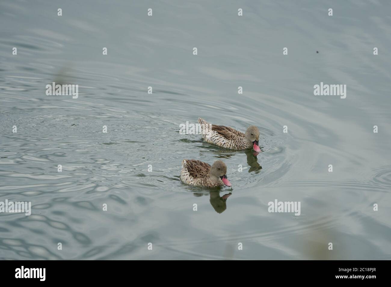 African cape teal hi-res stock photography and images - Alamy