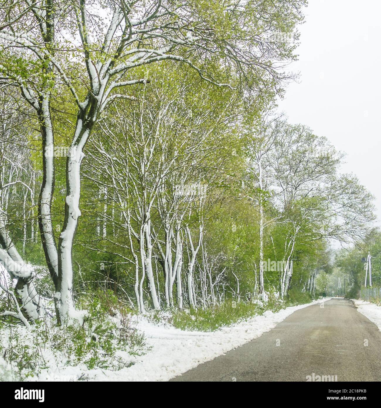 Winter in spring in the forest Stock Photo - Alamy