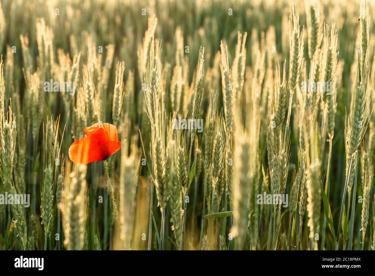 Hassloch hi-res stock photography and images - Alamy