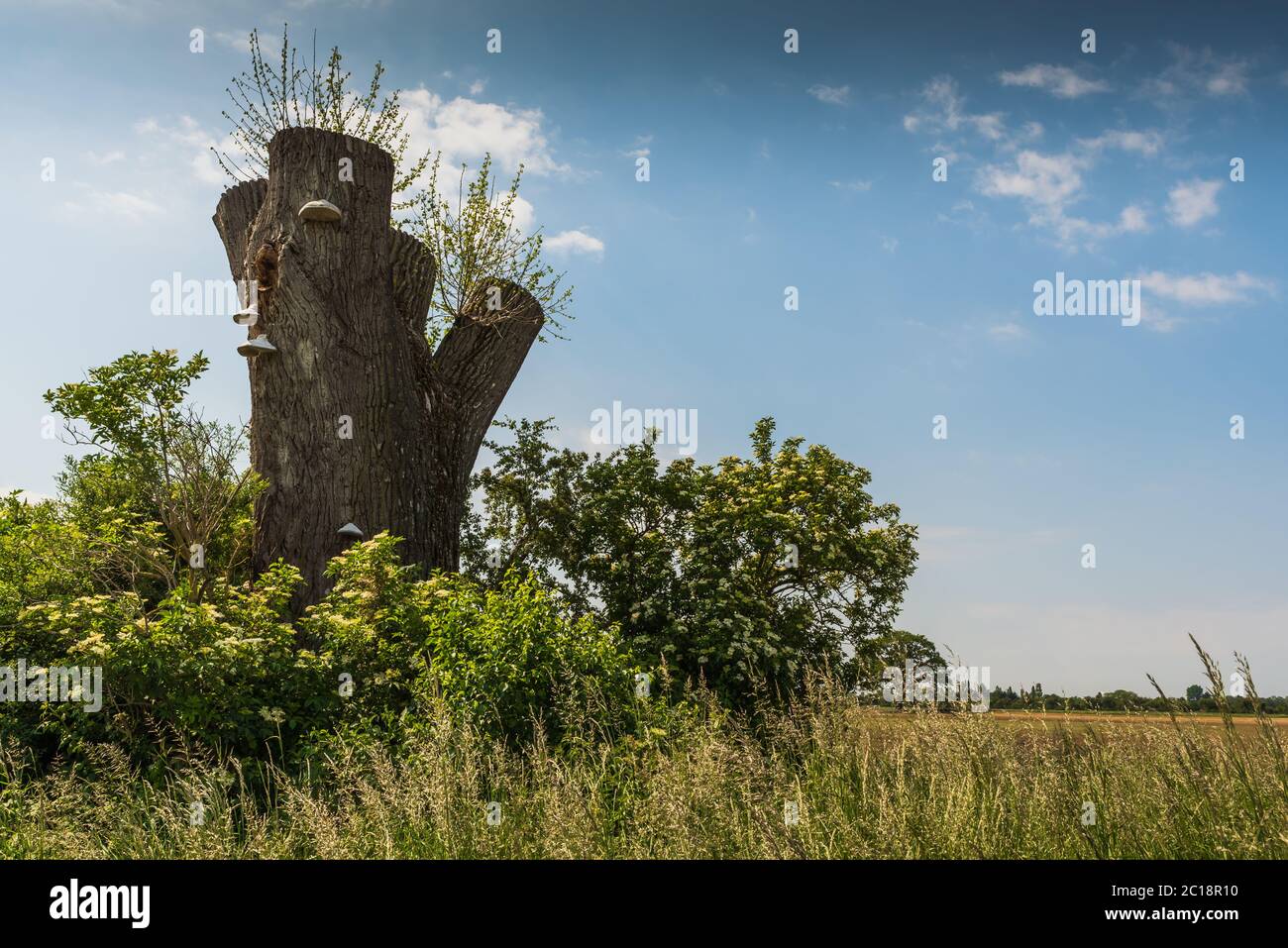 Fresh green shoots and fungi growing on an old sawn tree Stock Photo ...