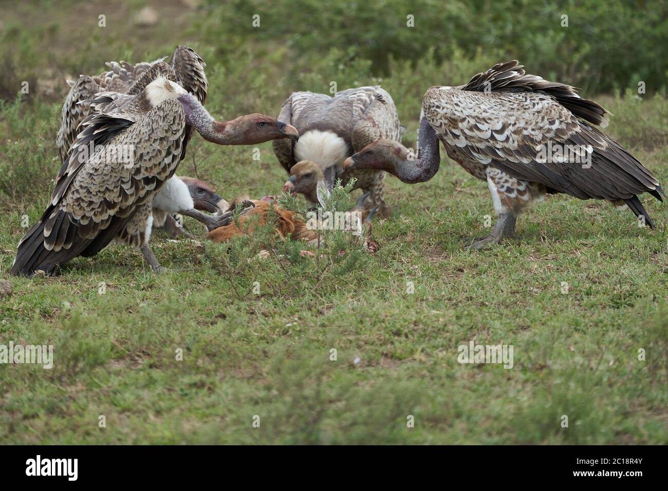 White backed vulture group Gyps africanus eating carrion impala Old ...