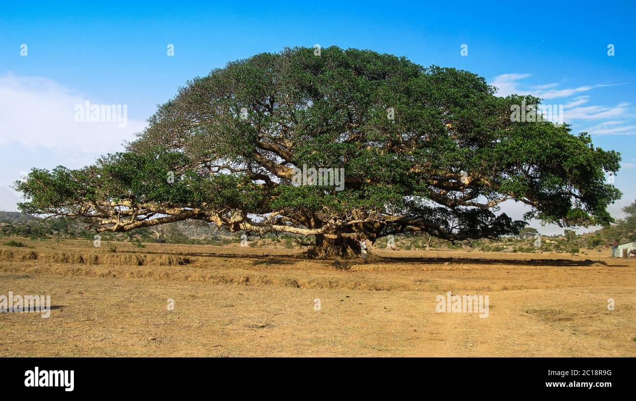 The Heroic Ficus Daaro Sycamore, Segheneyti, symbol of Eritrea Stock ...