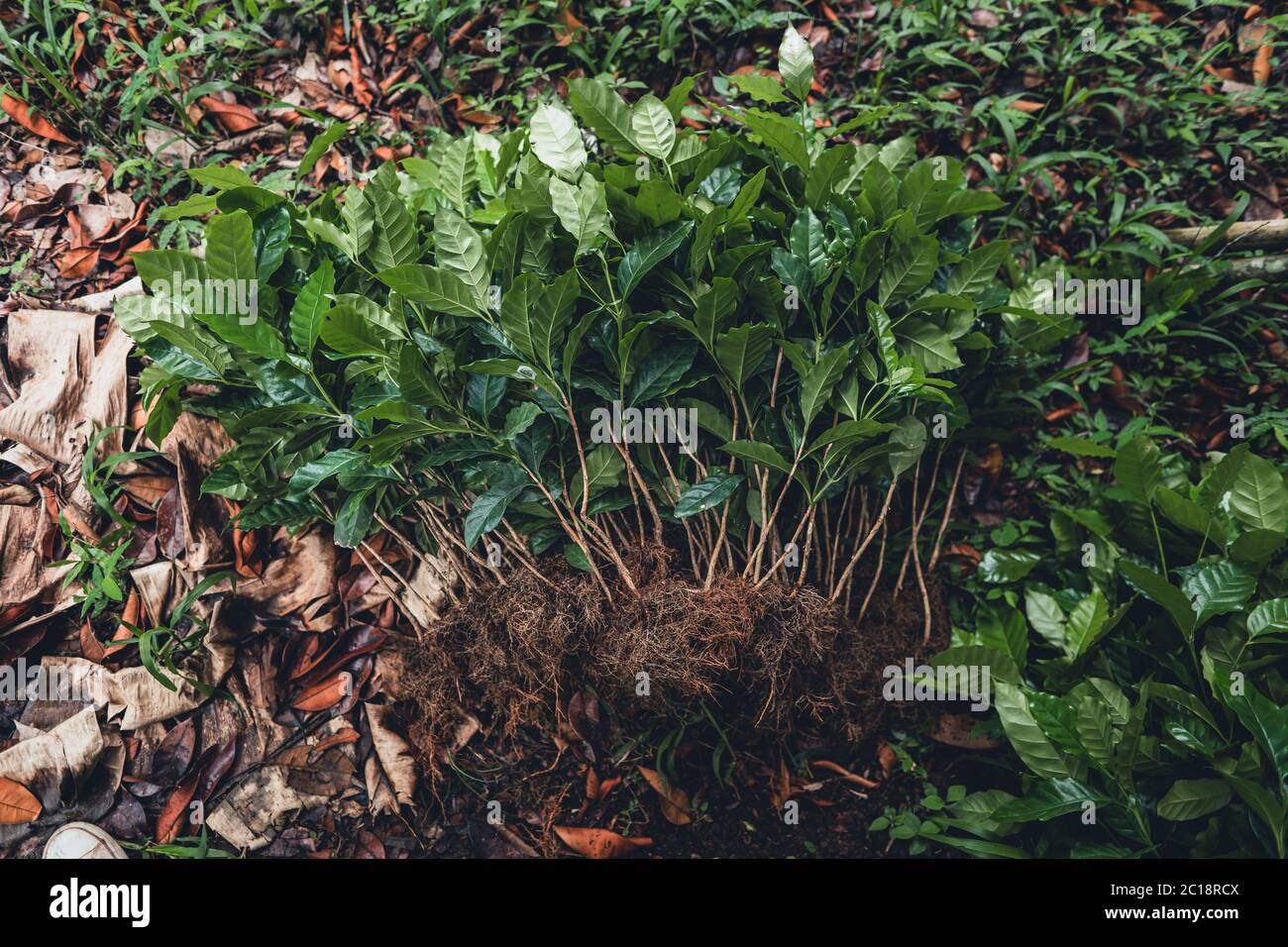 Coffee farm under trees hi-res stock photography and images - Alamy
