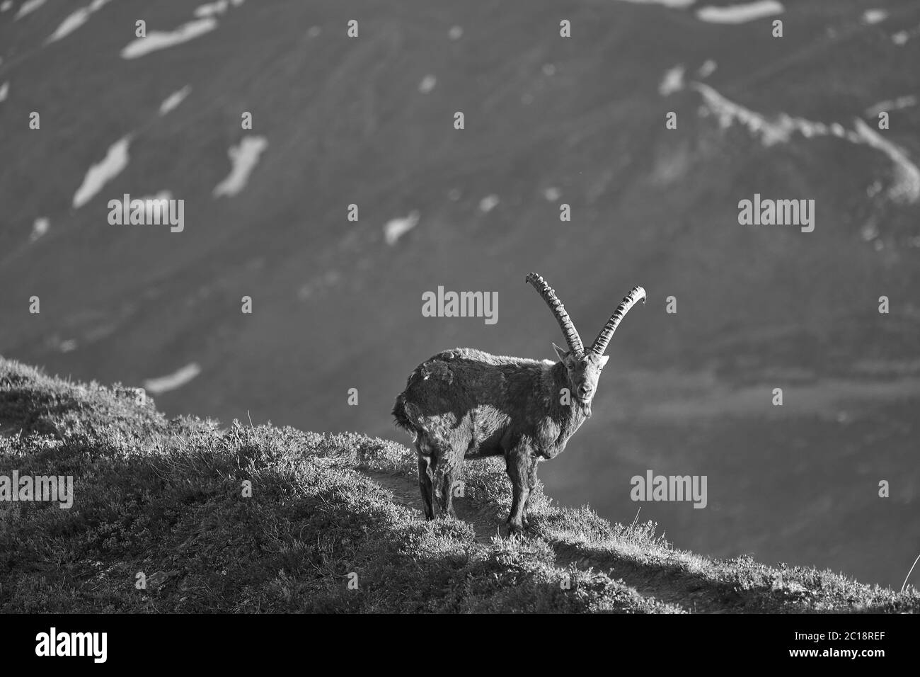 Capricorn Alpine Ibex Capra ibex Mountain Swiss Alps Black and White ...