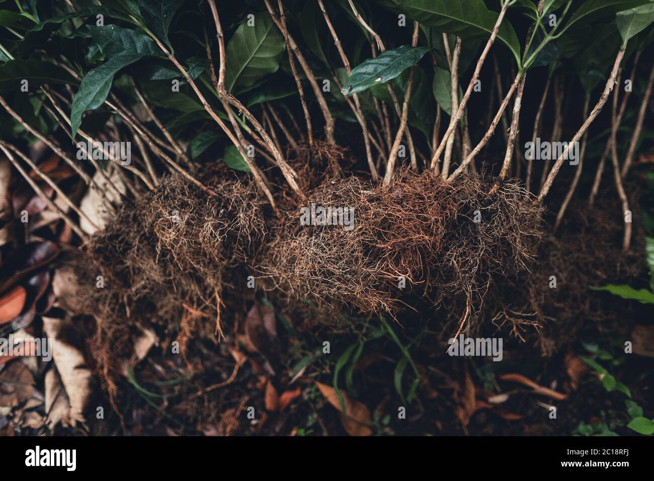 Coffee farm under trees hi-res stock photography and images - Alamy