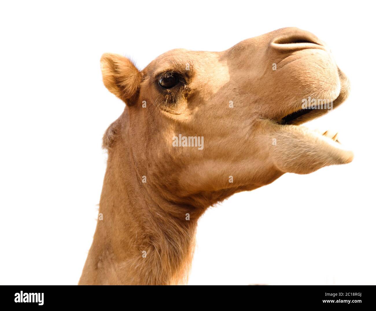 Camel head smile hi-res stock photography and images - Alamy