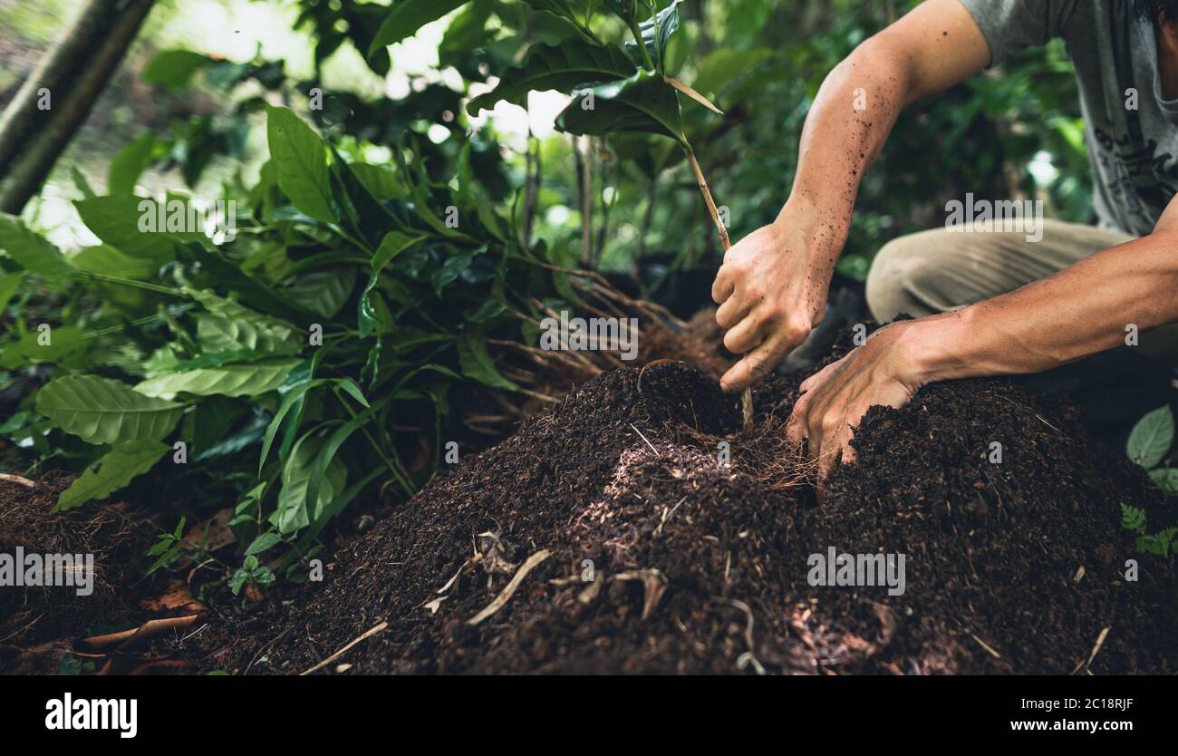 Young coffee trees are planted under the shade of large trees Stock ...
