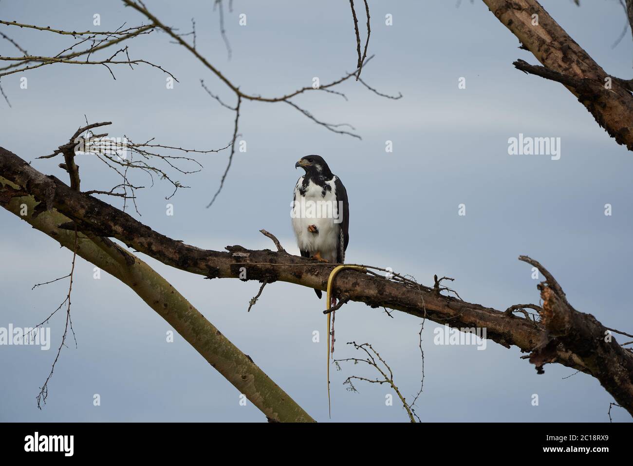 Augur buzzard Couple Buteo augurarge African bird of prey with catch ...