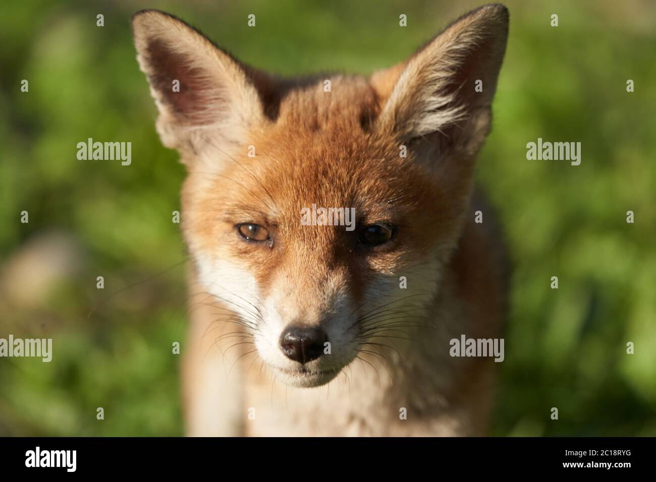 Red Fox Portrait Vulpes Vulpes Evening Sun Stock Photo - Alamy