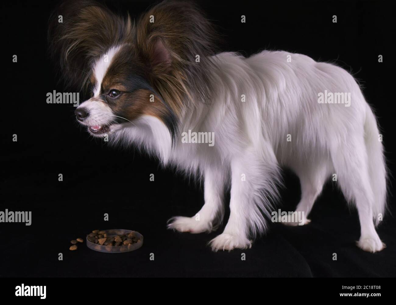 Beautiful young male dog Continental Toy Spaniel Papillon eats dry food ...