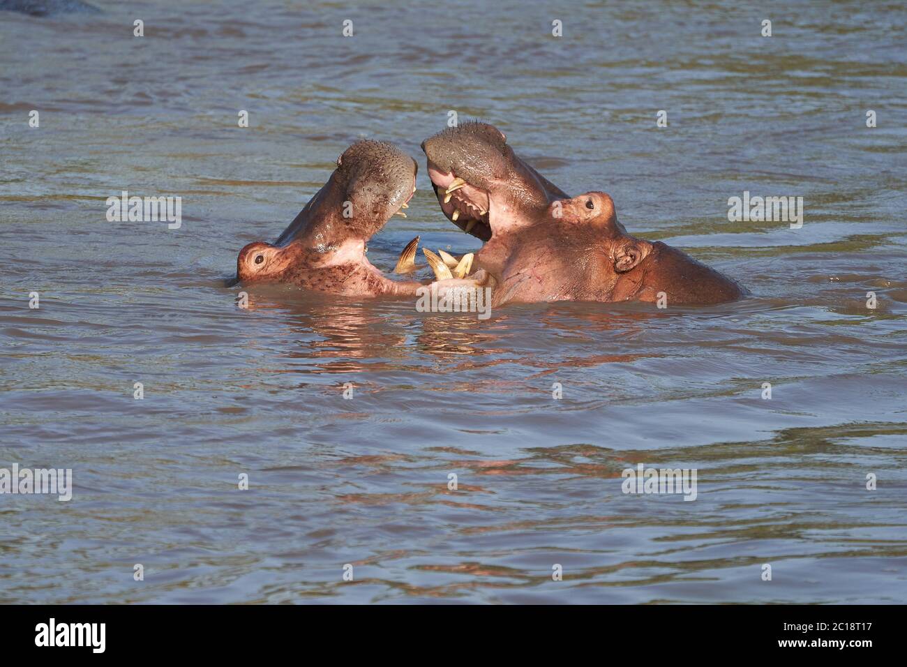 Hippo Hippopotamus amphibious Africa Safari Portrait Water Stock Photo ...