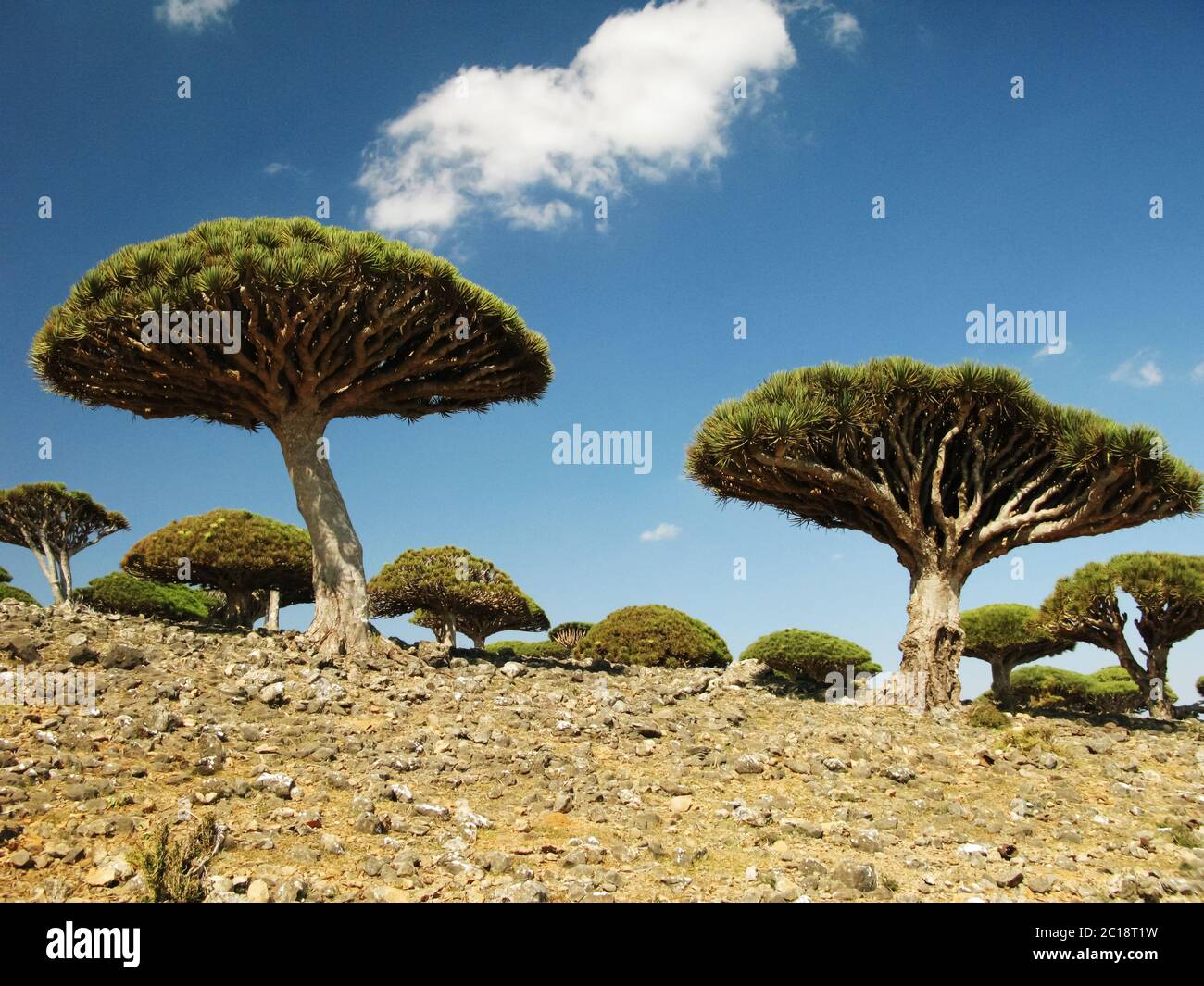 Socotra island plants hi-res stock photography and images - Alamy