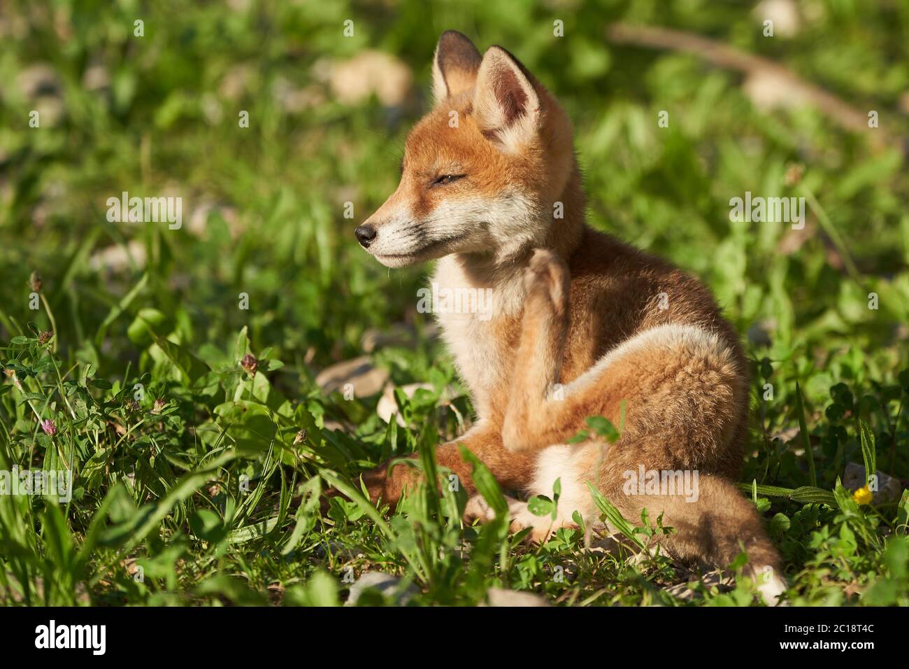 Red fox portrait hi-res stock photography and images - Alamy