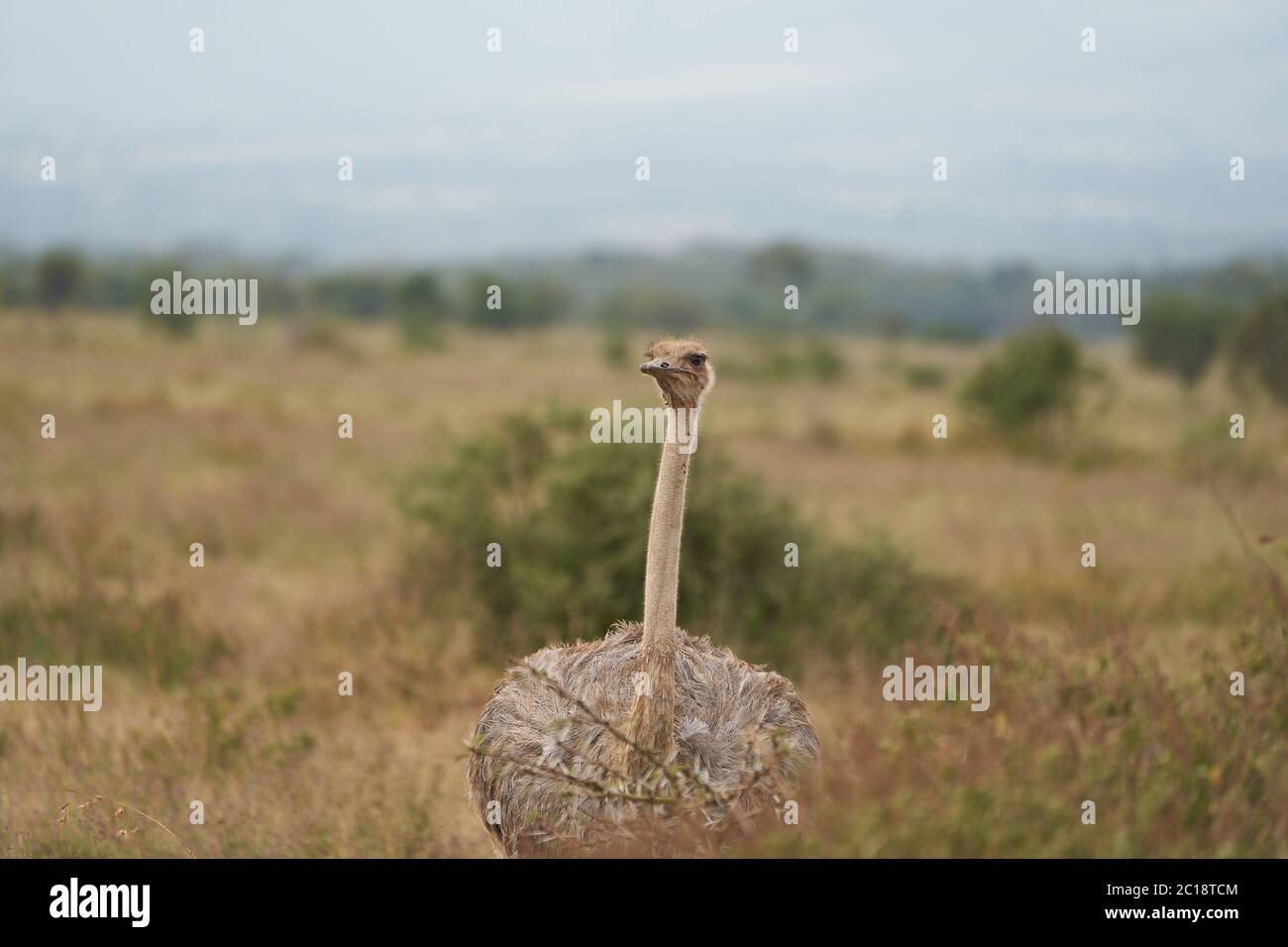 Common ostrich Struthio camelus Africa Kenya Savanna Stock Photo - Alamy