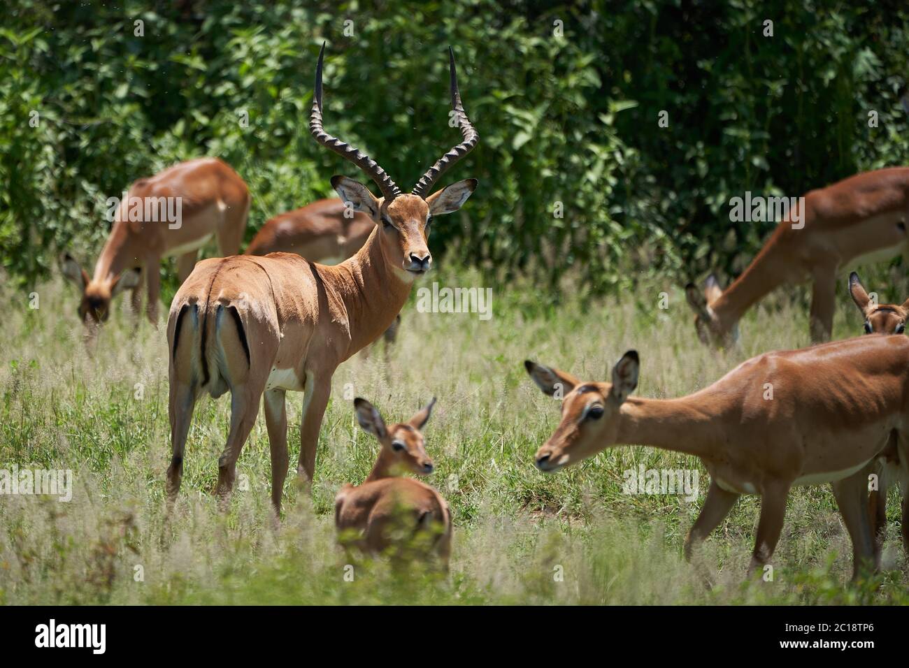 Impala Group Impalas Antelope Portrait Africa Safari Stock Photo - Alamy