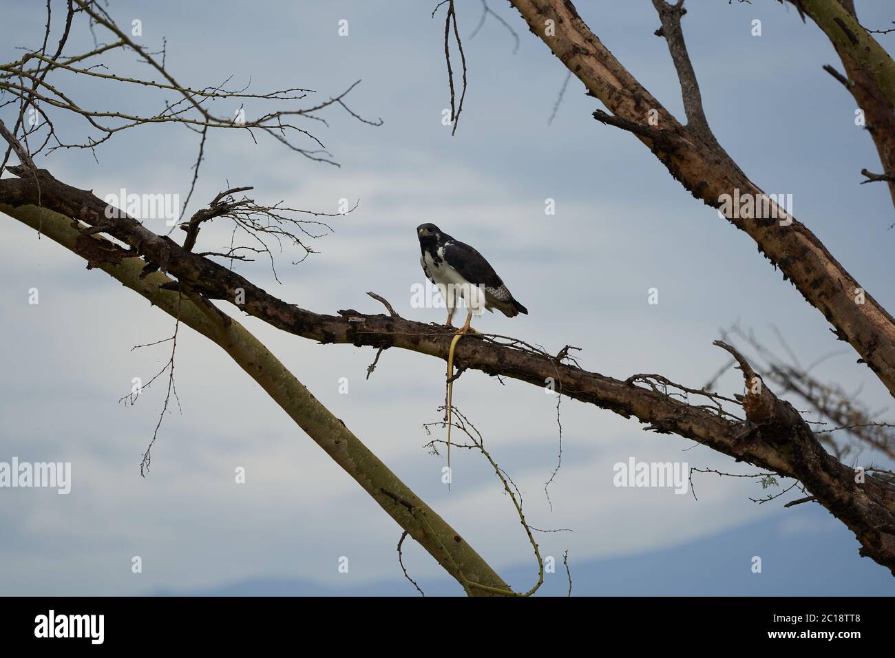 Augur buzzard Couple Buteo augurarge African bird of prey with catch ...