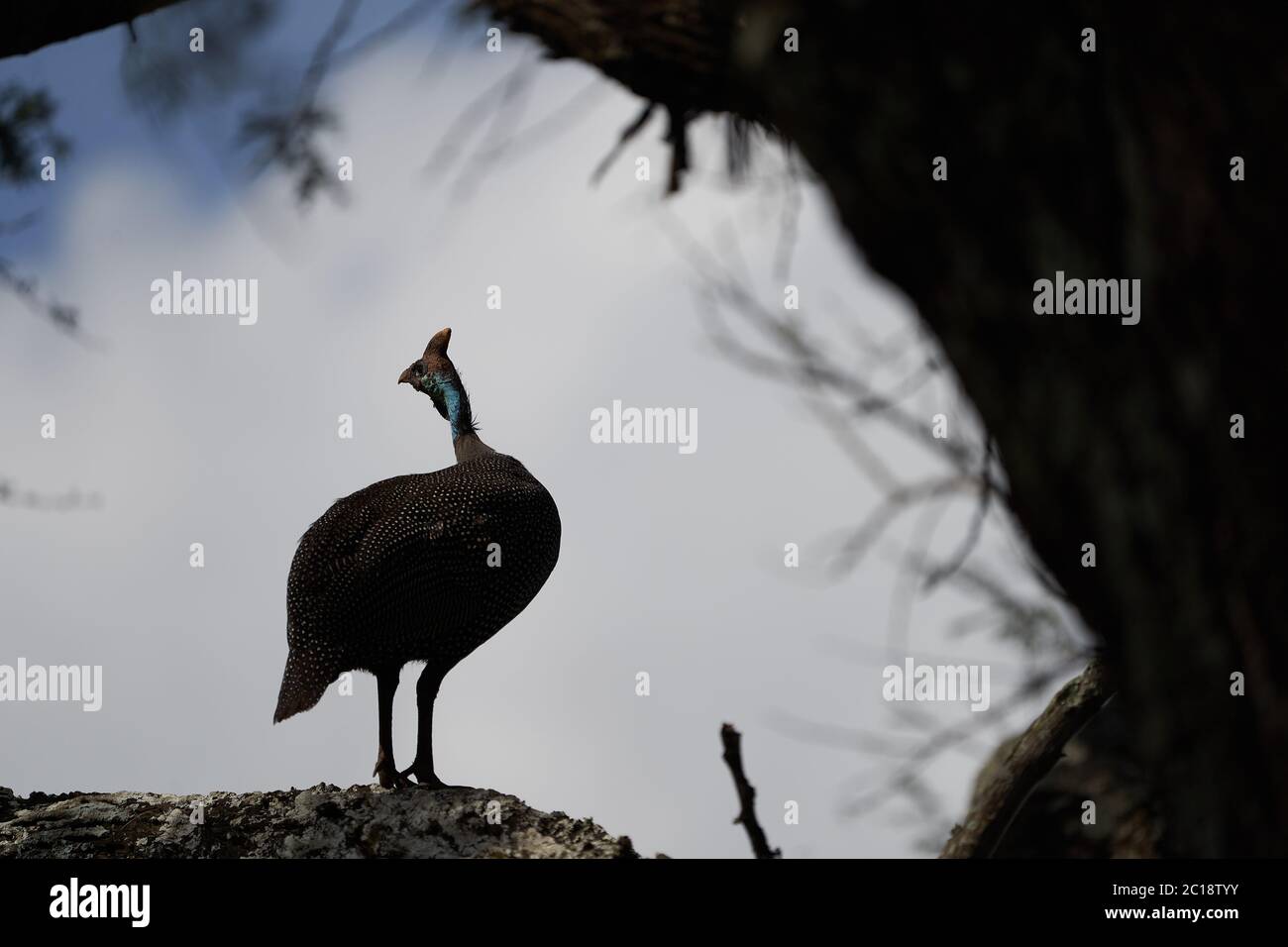 Helmeted guineafowl Couple Kenya Numida meleagris Numididae Numida ...