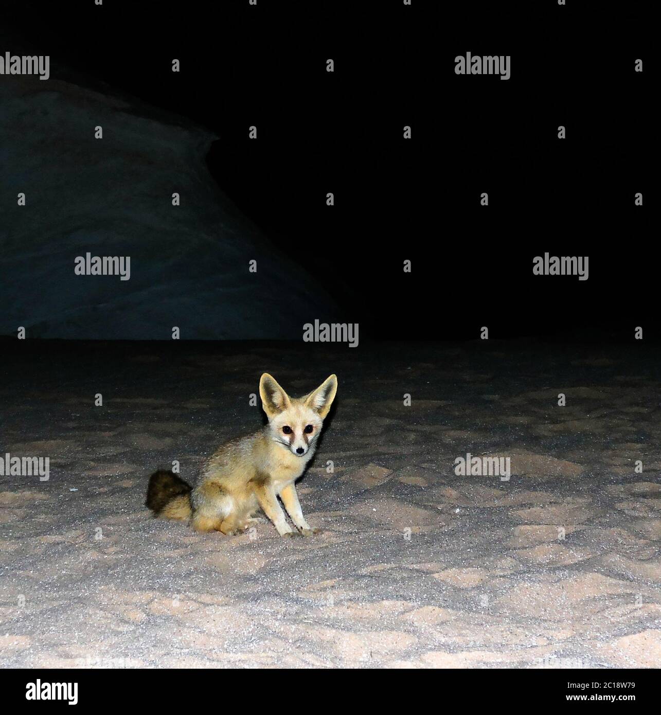 Night portrait of fennec fox in White desert, Farafra, Egypt Stock ...