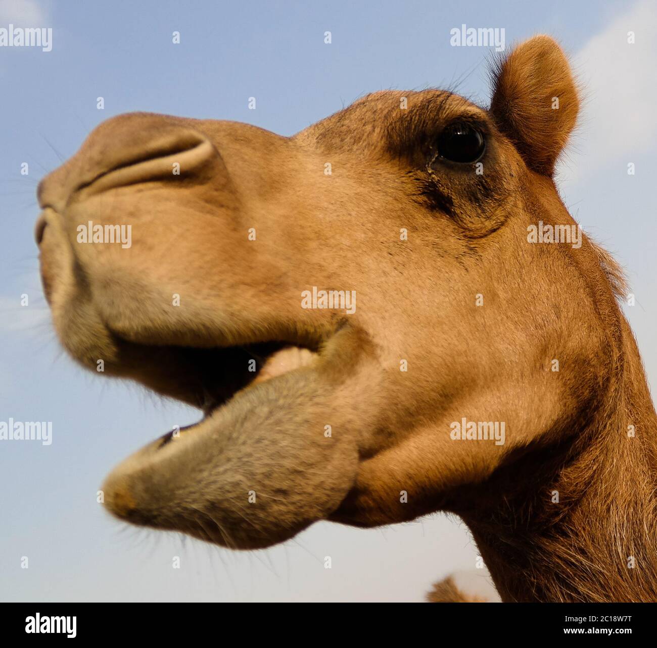 Camel head smile hi-res stock photography and images - Alamy