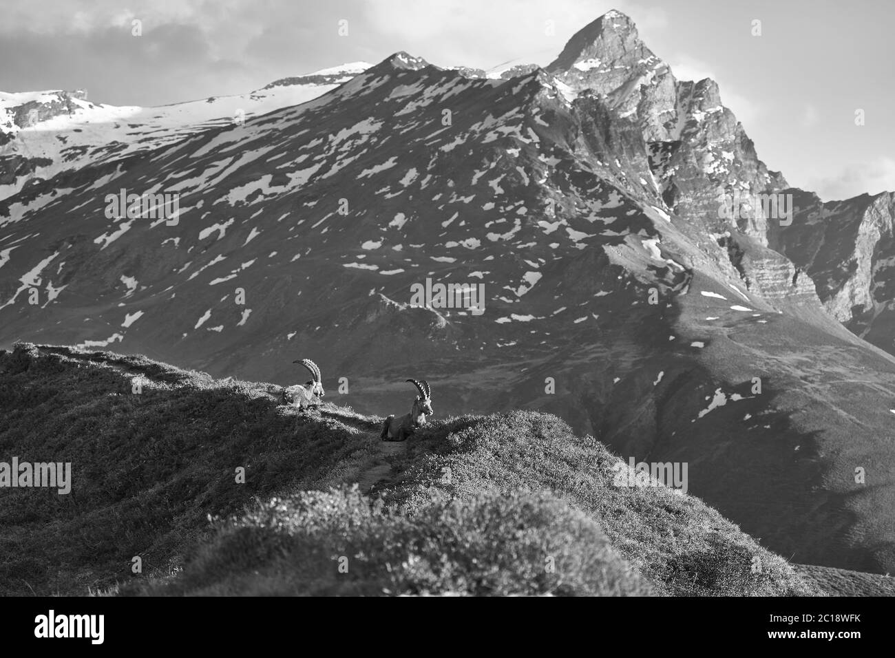 Steinbock alps Black and White Stock Photos & Images - Alamy