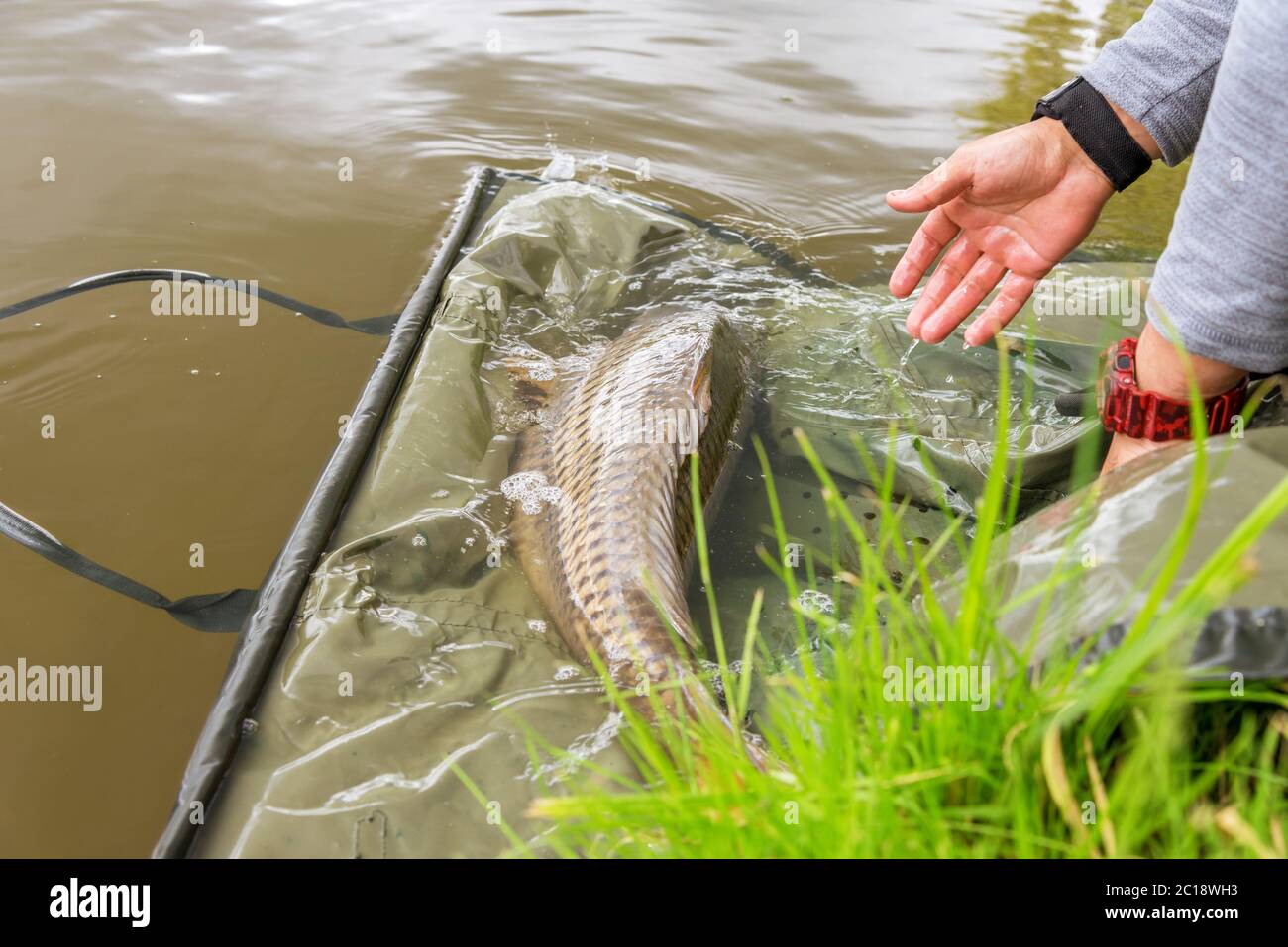 Live carp in a swing caught by sunrise Stock Photo - Alamy