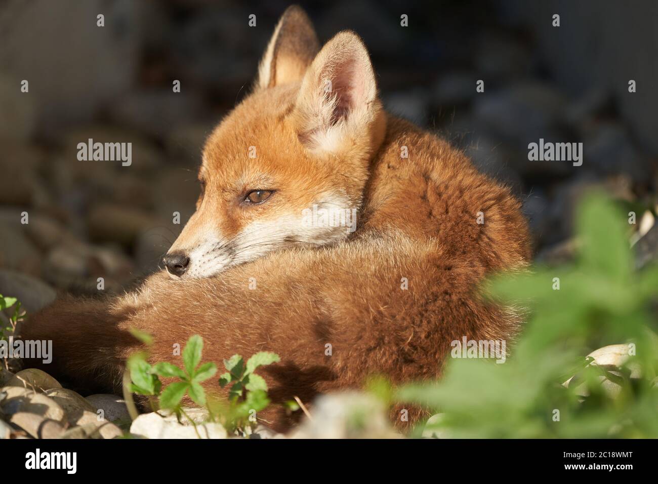 Red Fox Portrait Vulpes Vulpes Evening Sun Stock Photo - Alamy