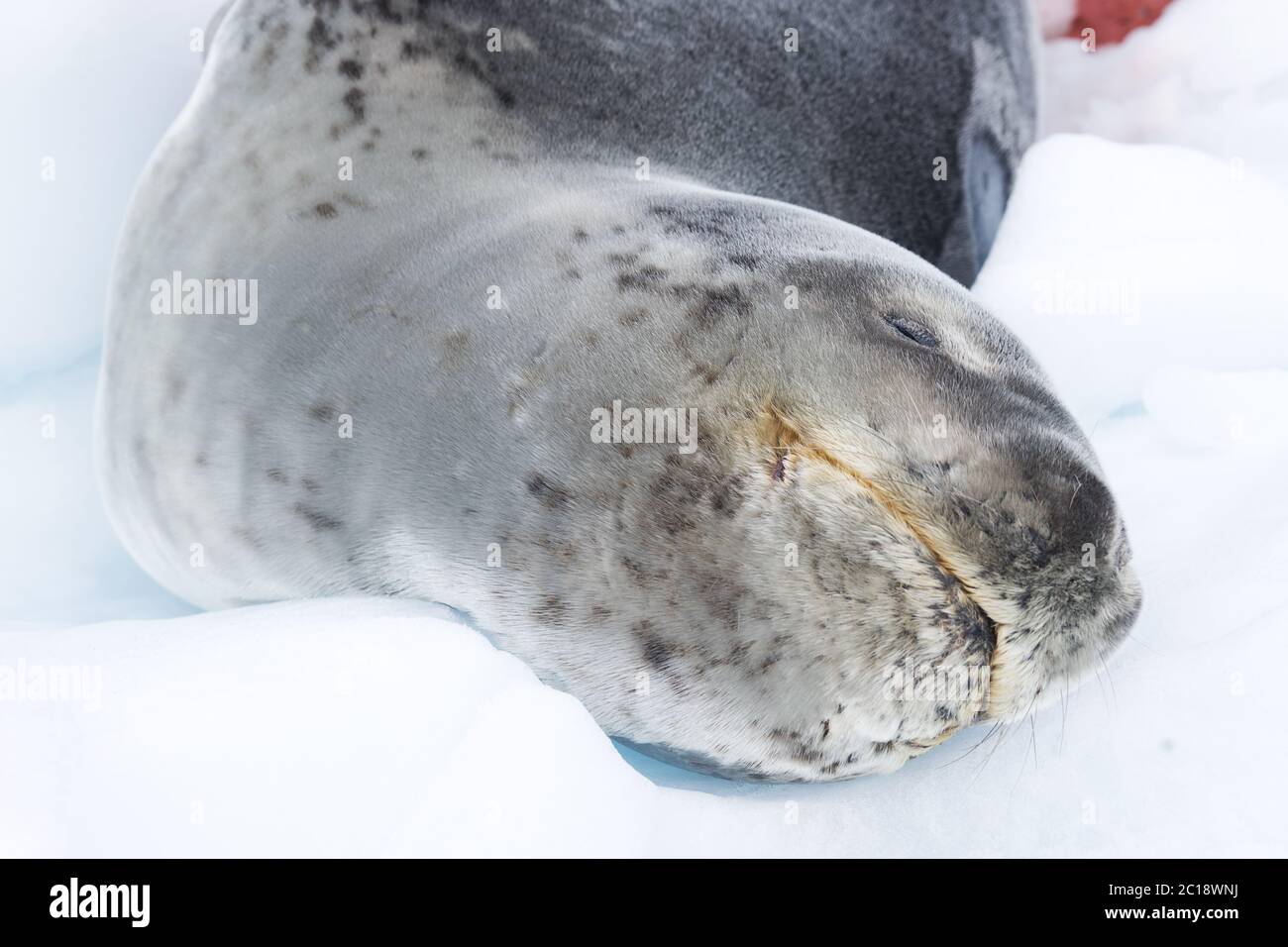icy beach with animal in antarctic Stock Photo - Alamy
