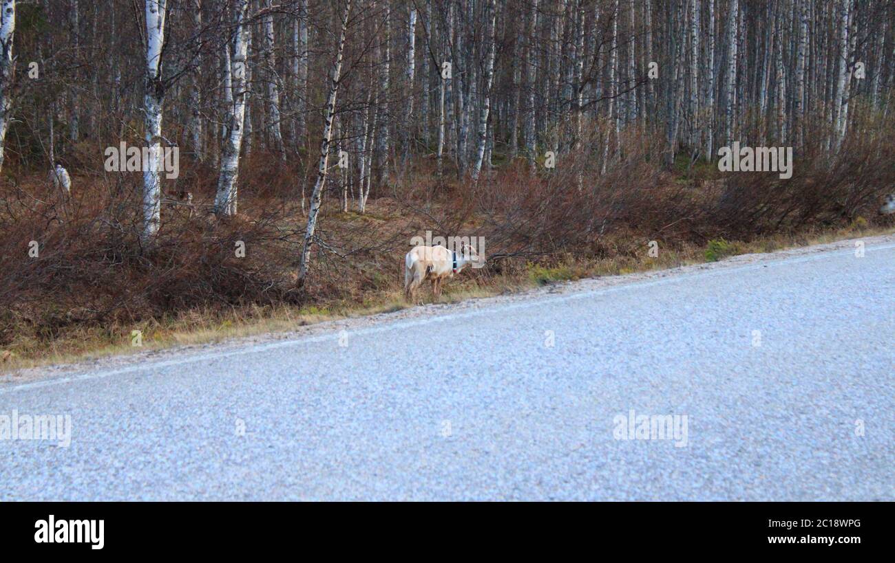 Pudasjarvi finland hi-res stock photography and images - Alamy