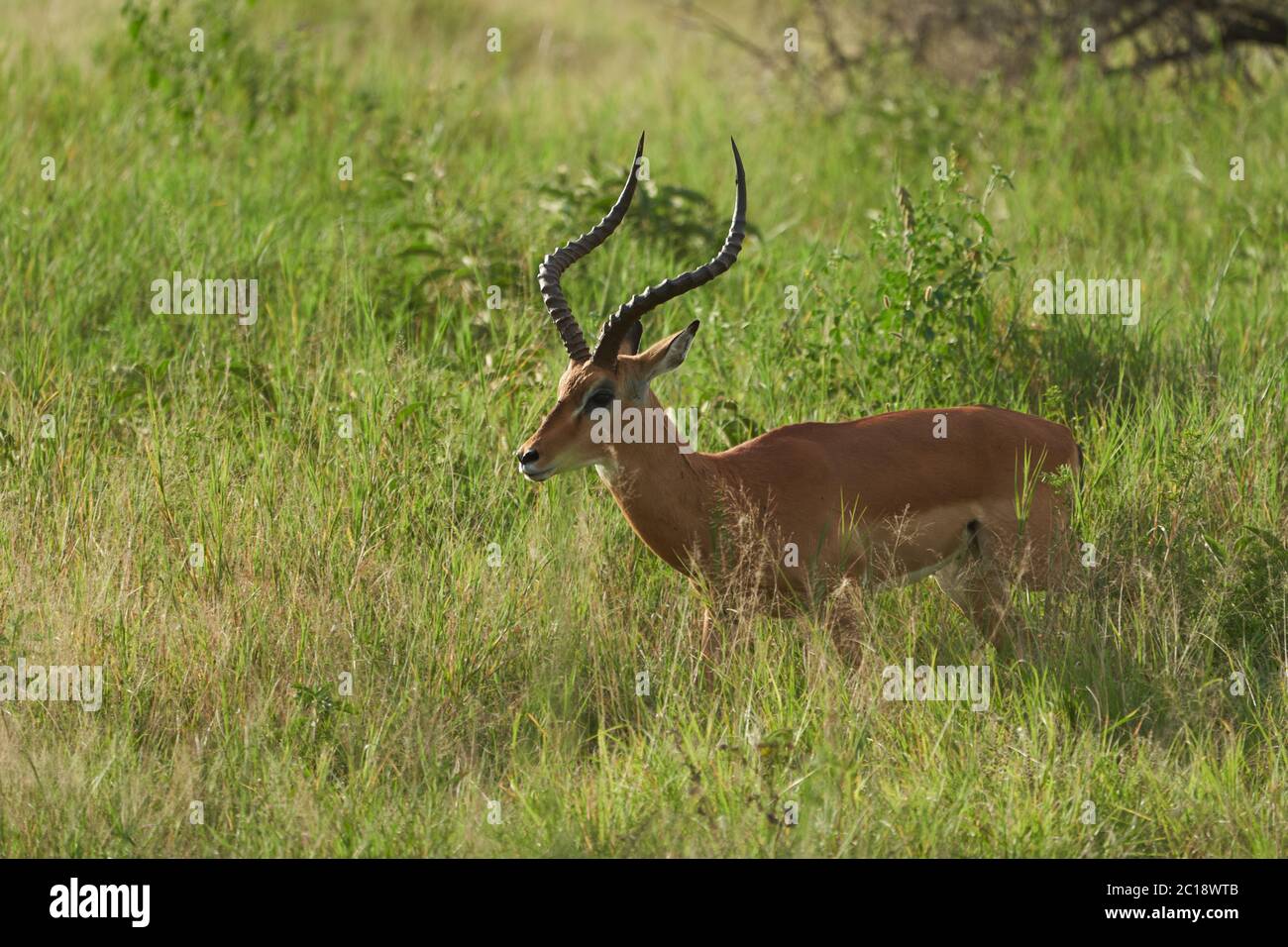 Impala Group Impalas Antelope Portrait Africa Safari Stock Photo - Alamy