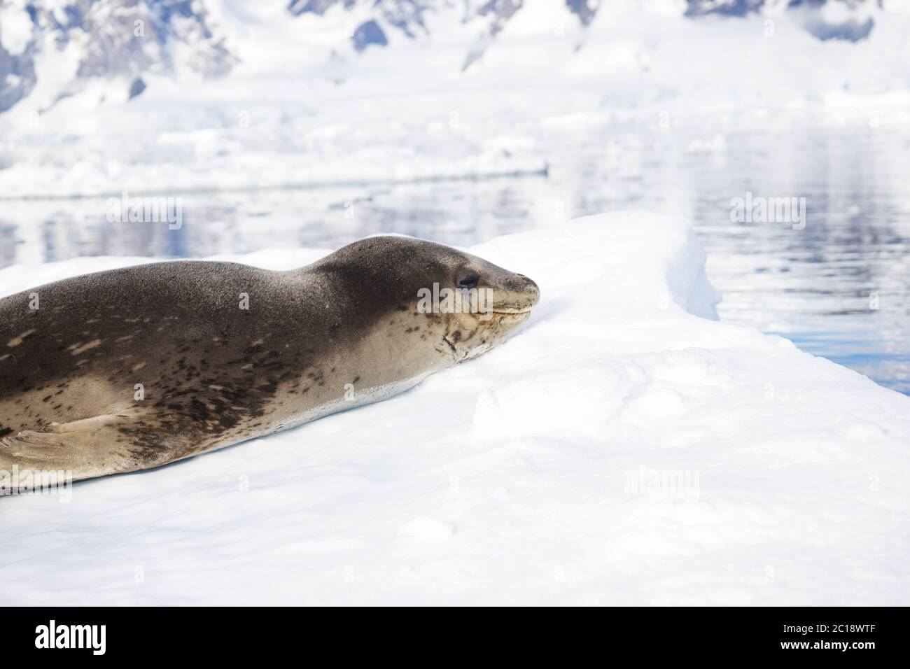 icy beach with animal in antarctic Stock Photo - Alamy