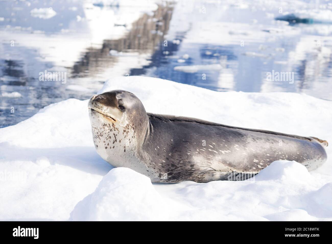 icy beach with animal in antarctic Stock Photo - Alamy