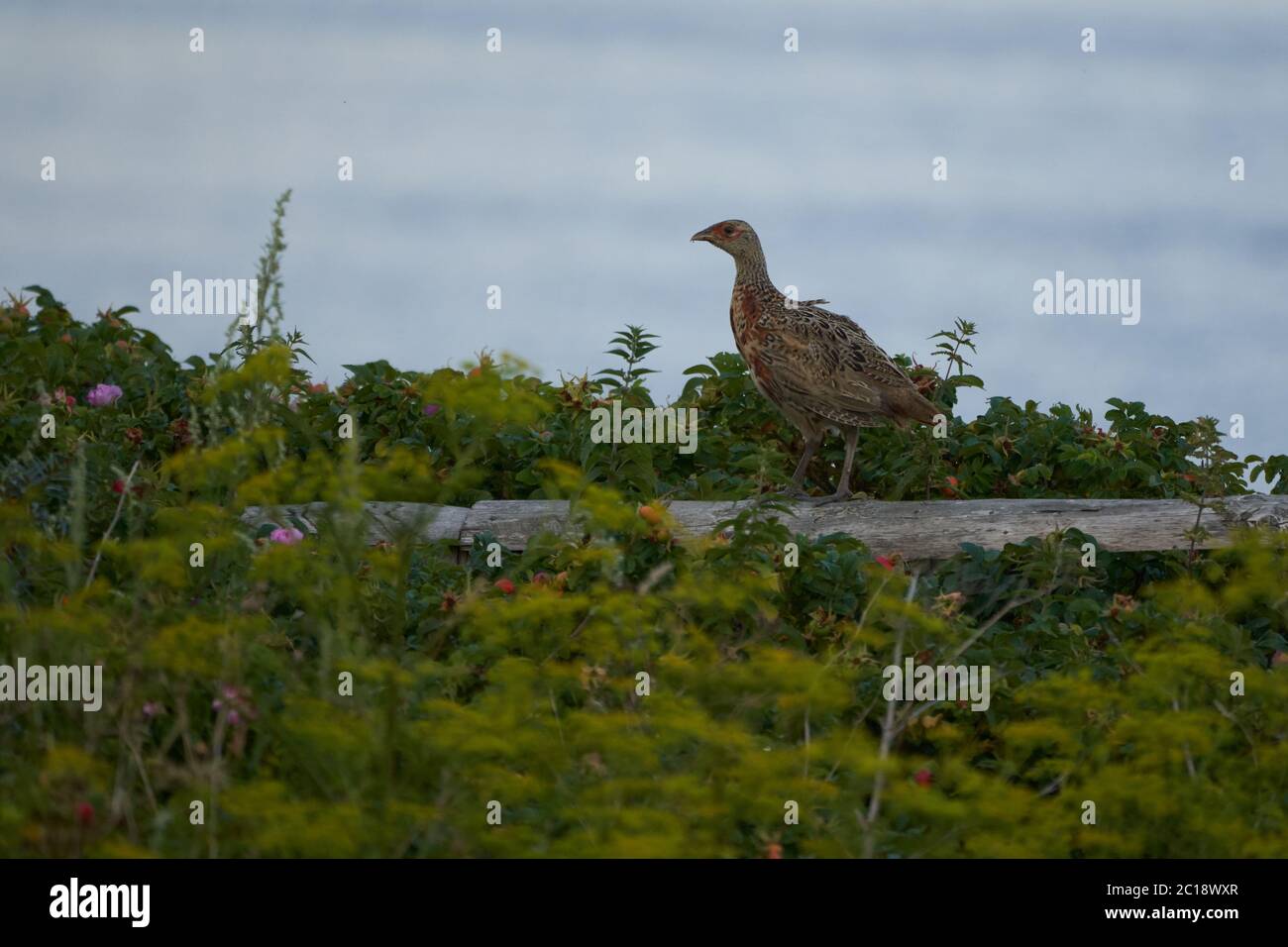 Pheasant Phasianus Phasianidae Walden sea hen Portrait Stock Photo - Alamy