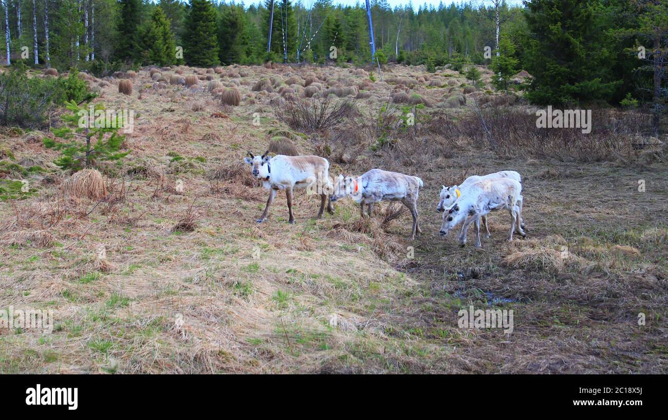 Pudasjarvi finland hi-res stock photography and images - Alamy