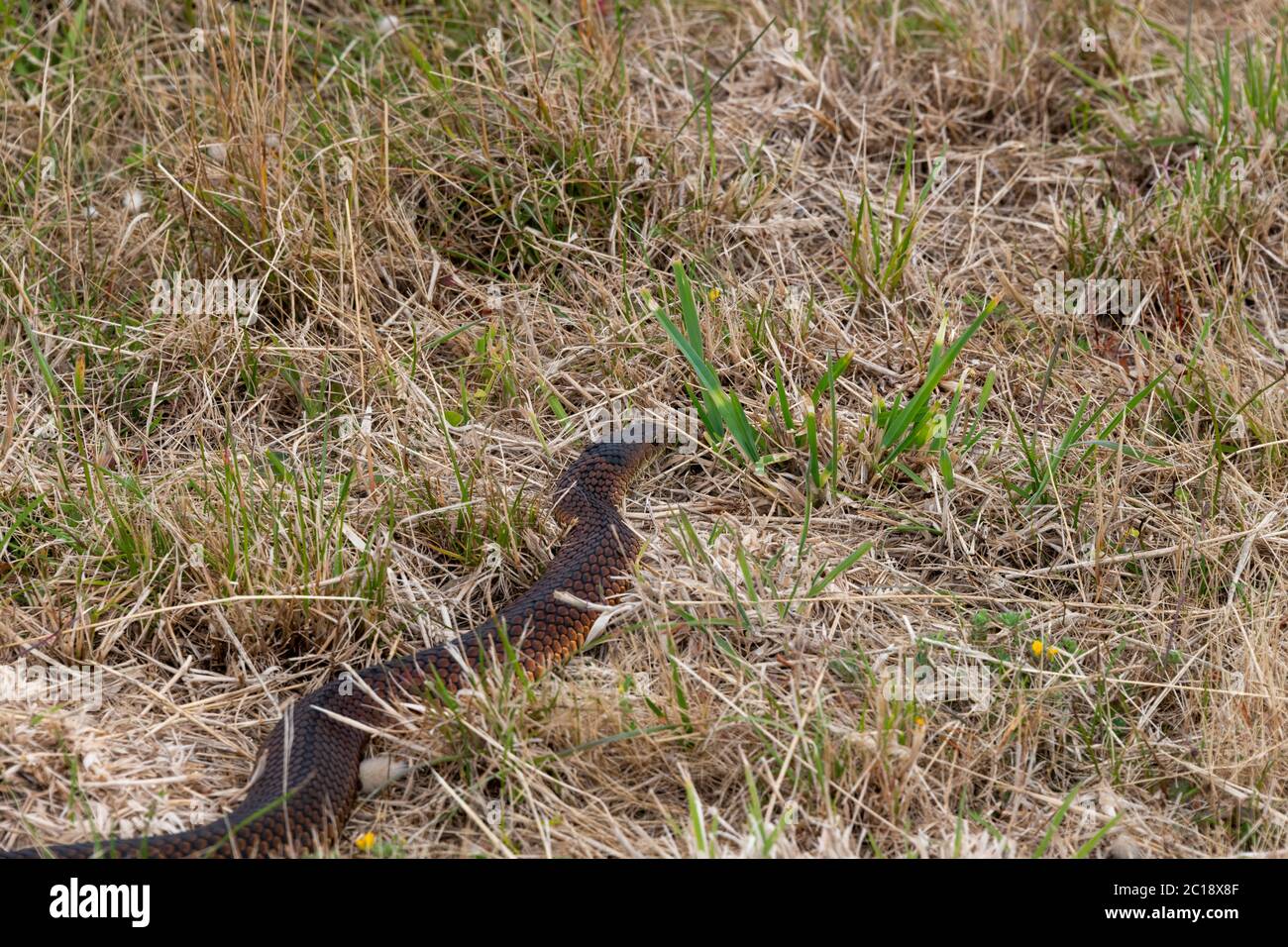 Copperhead snake hi-res stock photography and images - Alamy