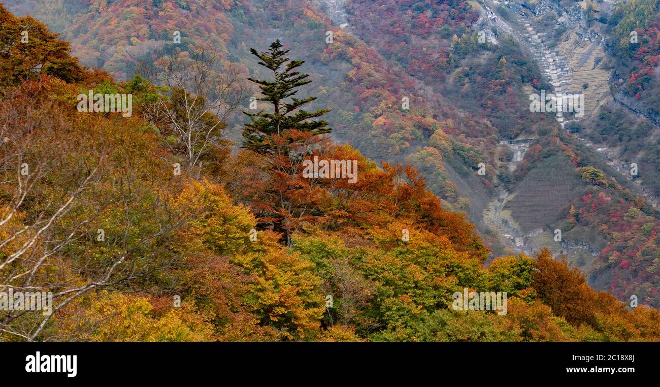 Nikko autumn hi-res stock photography and images - Alamy