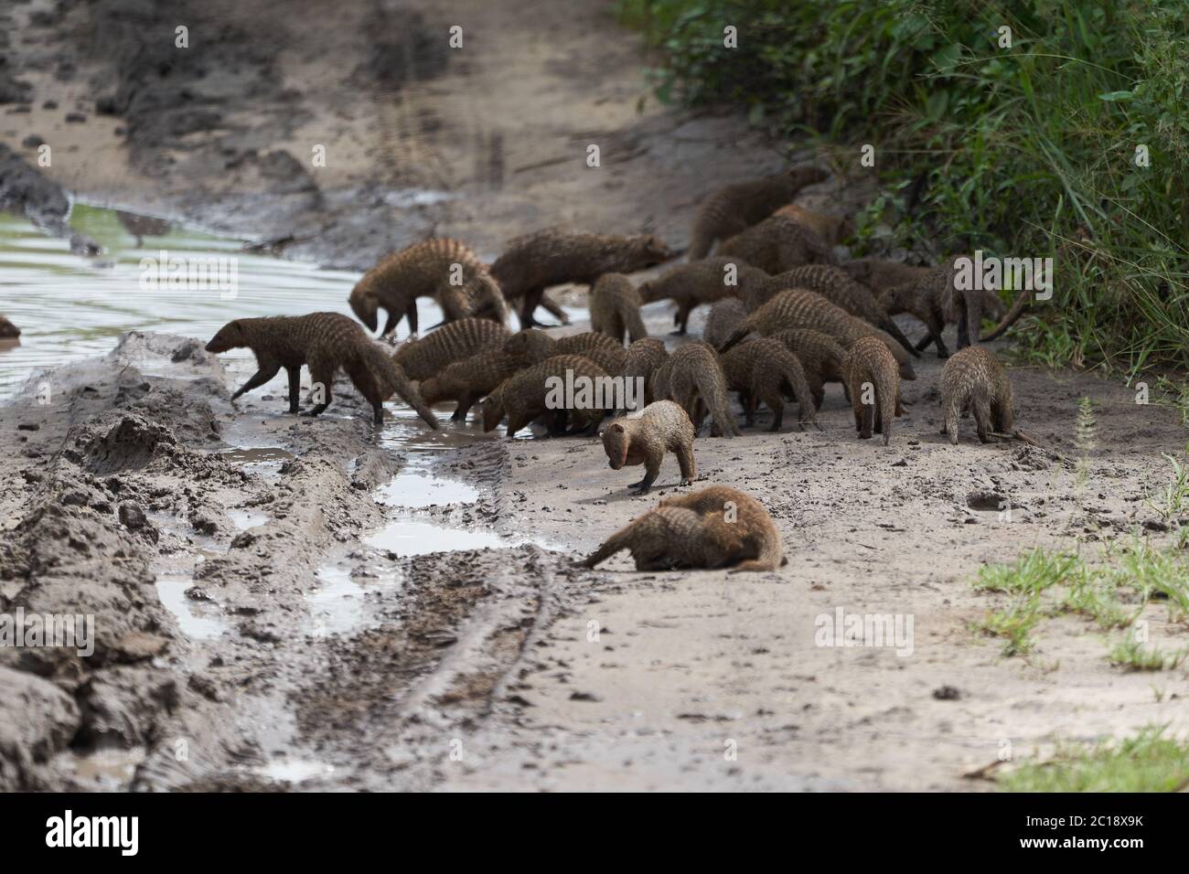 Banded mongoose Mungos mungo Group Playing Africa Stock Photo - Alamy
