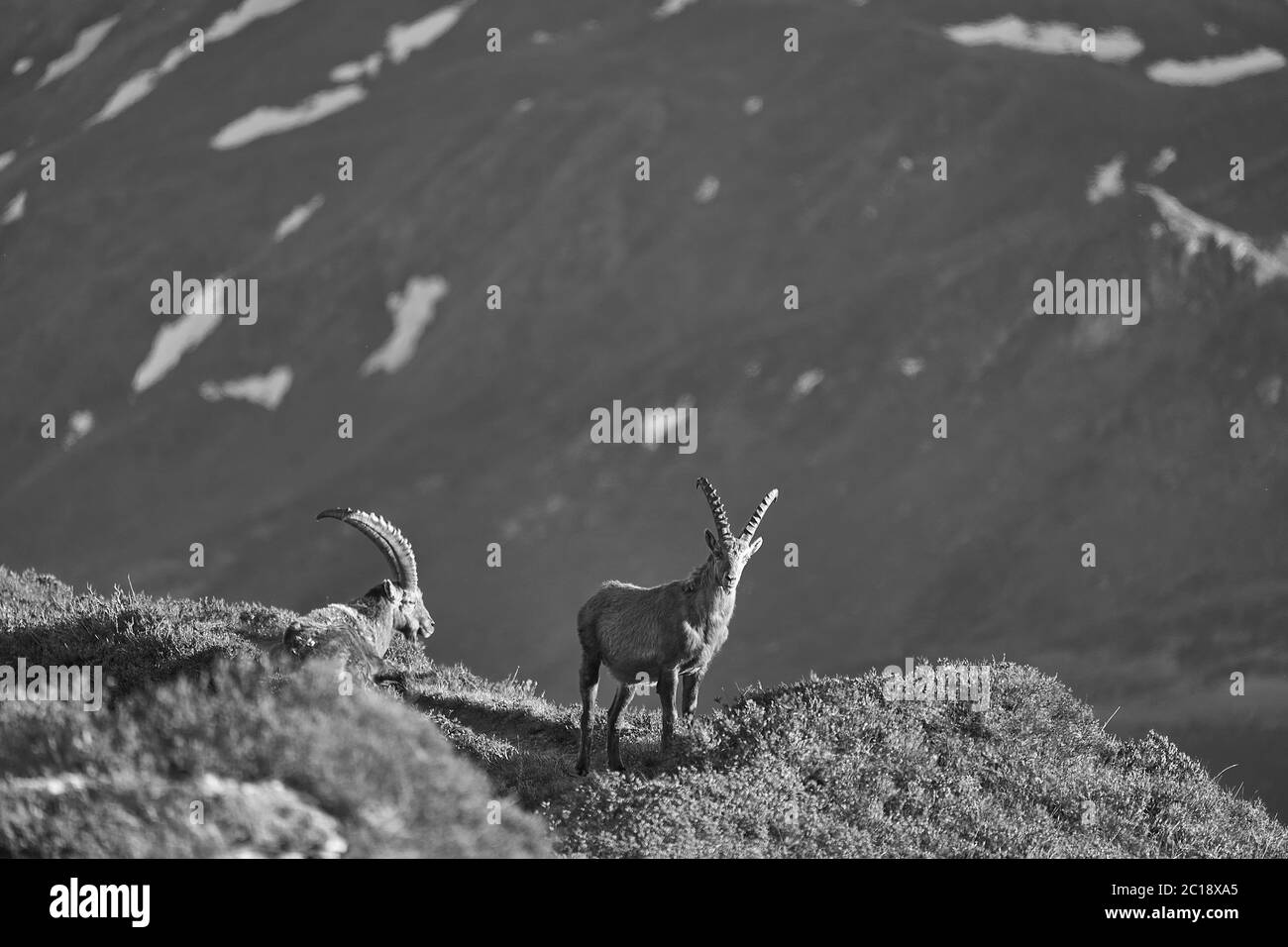 Beautiful alpine species Black and White Stock Photos & Images - Alamy