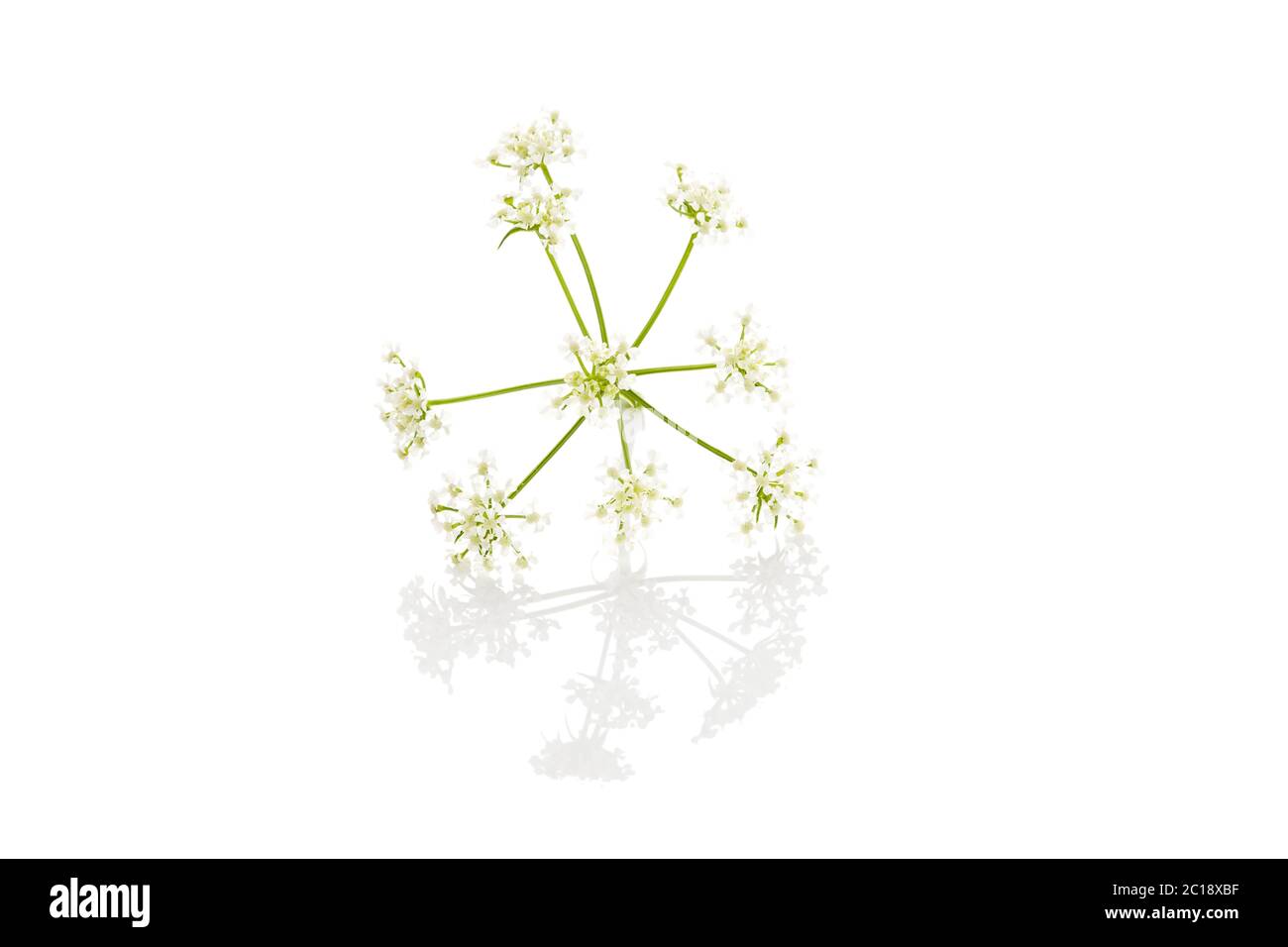 Chervil plant hi-res stock photography and images - Alamy