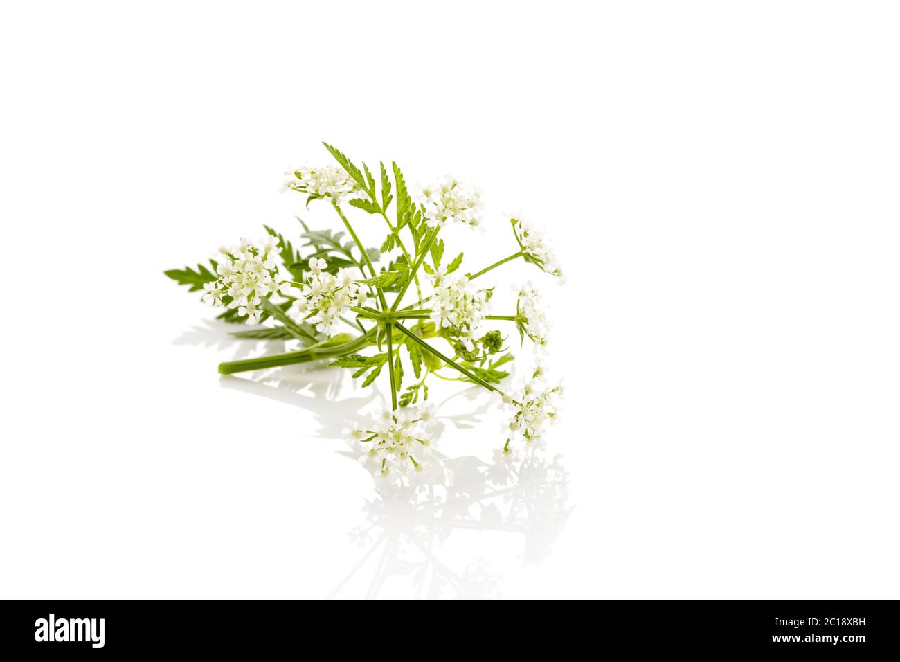 Chervil anthriscus cerefolium french parsley hi-res stock photography ...