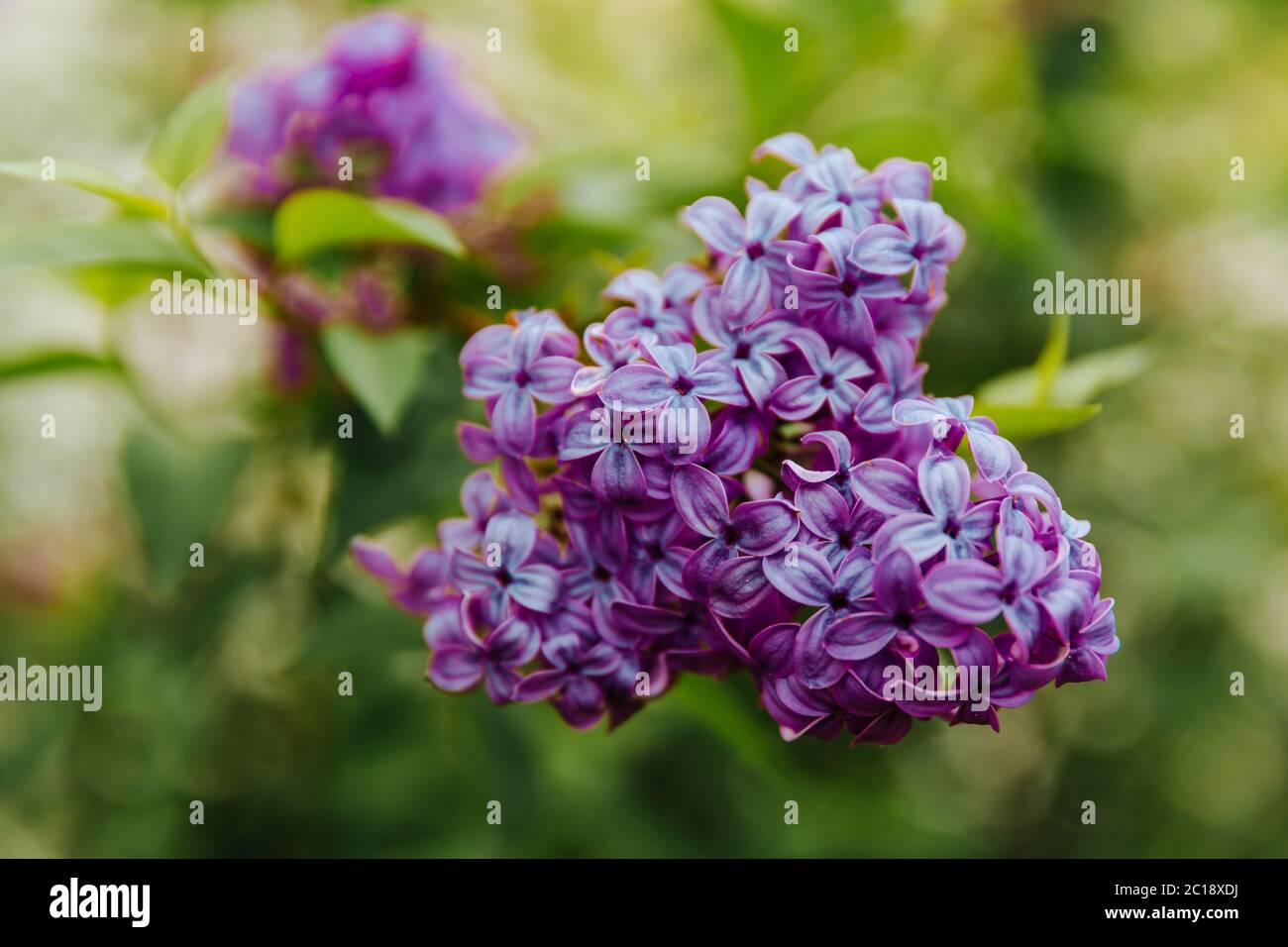 Very Little Leaf Lilac High Resolution Stock Photography and Images - Alamy