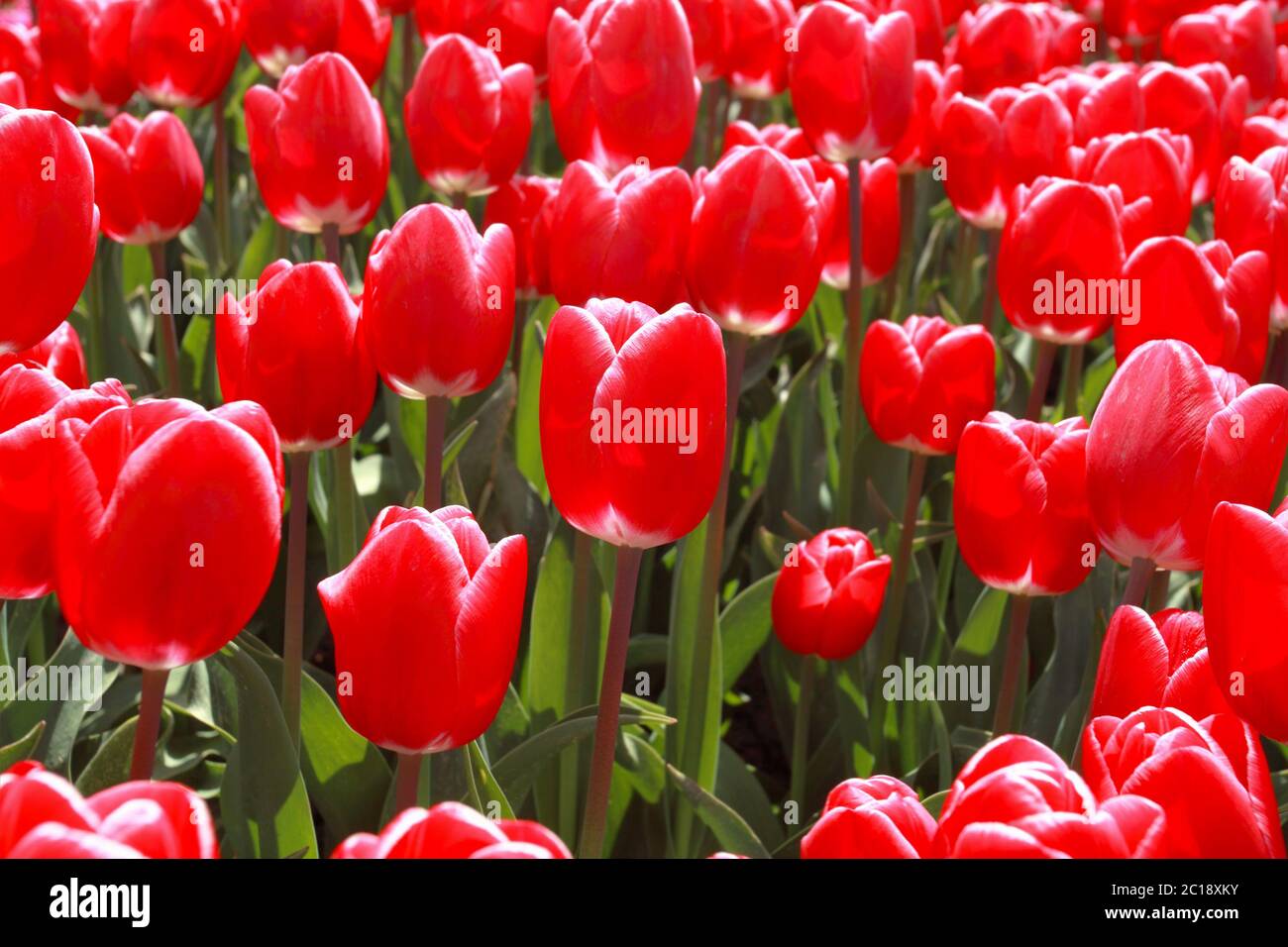 Red tulip up close hi-res stock photography and images - Alamy