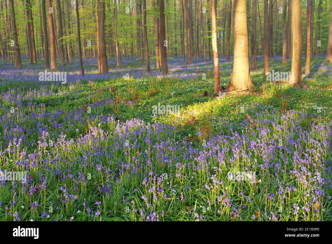 flowering spring forest in spring Stock Photo - Alamy