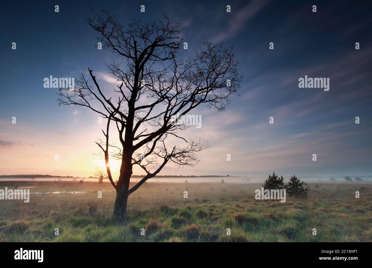 sunrise behind dry tree on swamp Stock Photo - Alamy