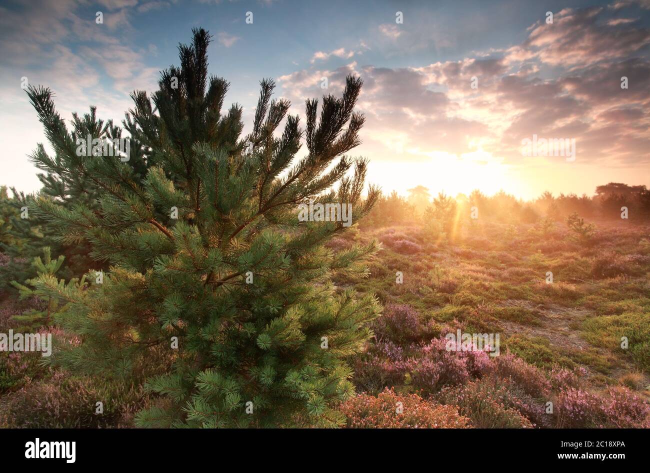 Gold ling hi-res stock photography and images - Alamy