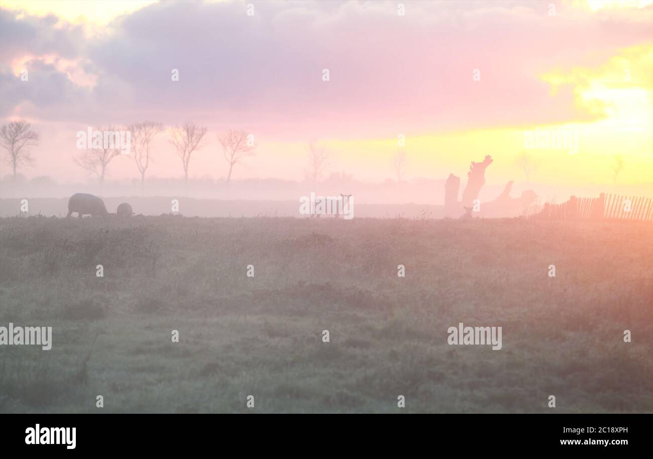 Sheep sunrise hi-res stock photography and images - Alamy